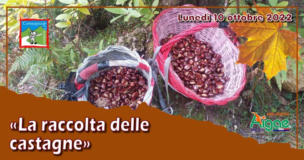 "La raccolta delle castagne" - Compagnia dei Viandanti